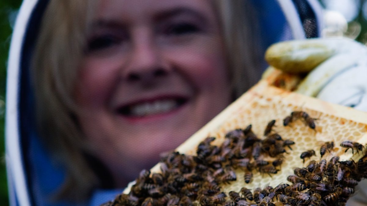 BBC News - The Great Bee Adventure
