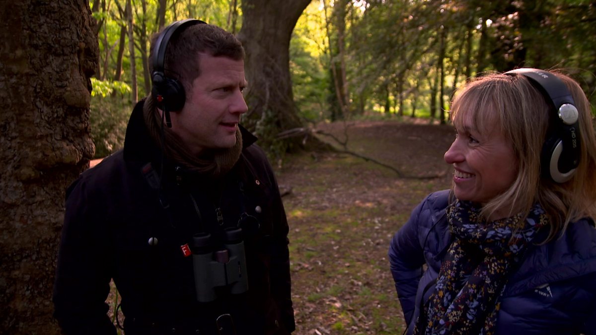 BBC Two - Springwatch, Which bird song has the X Factor?