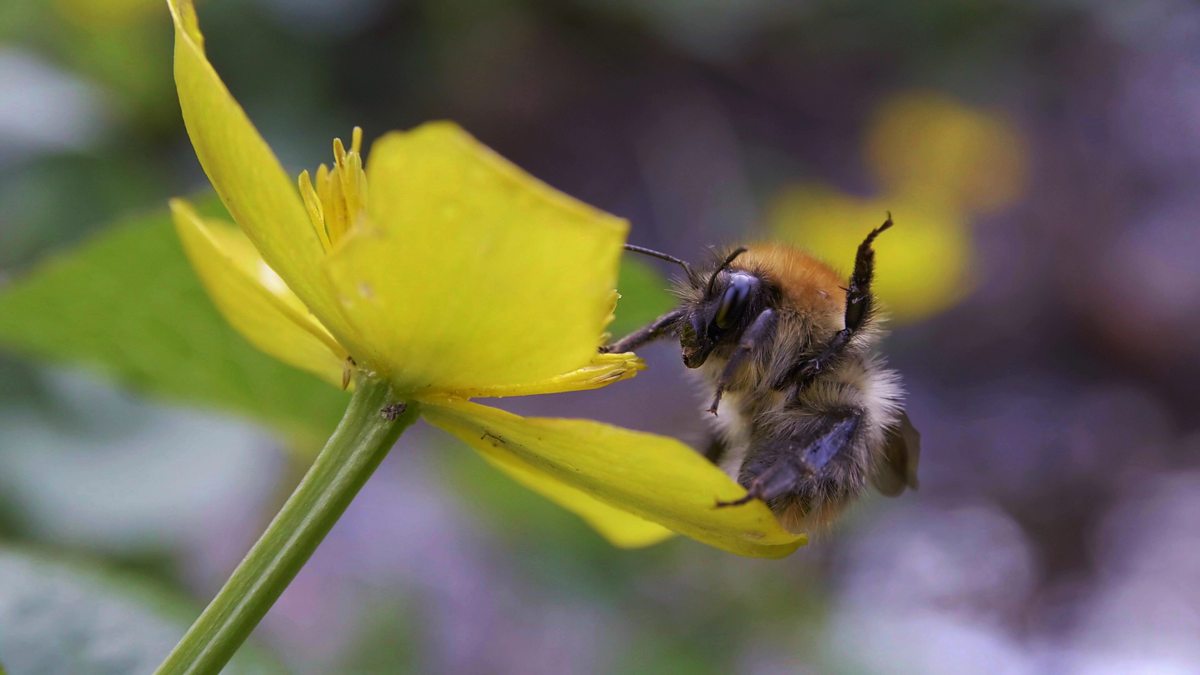 BBC Two - Springwatch, Spring has sprung across the UK!