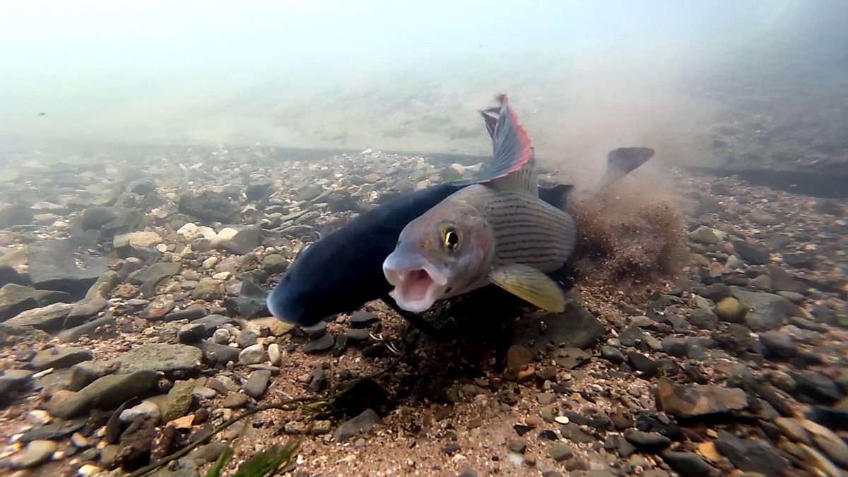 BBC Two - Springwatch, Jack Perks - Fish Twitcher