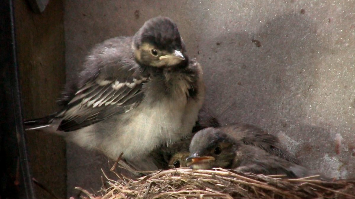 BBC Two - Springwatch, The wagtails chicks have all fledged!