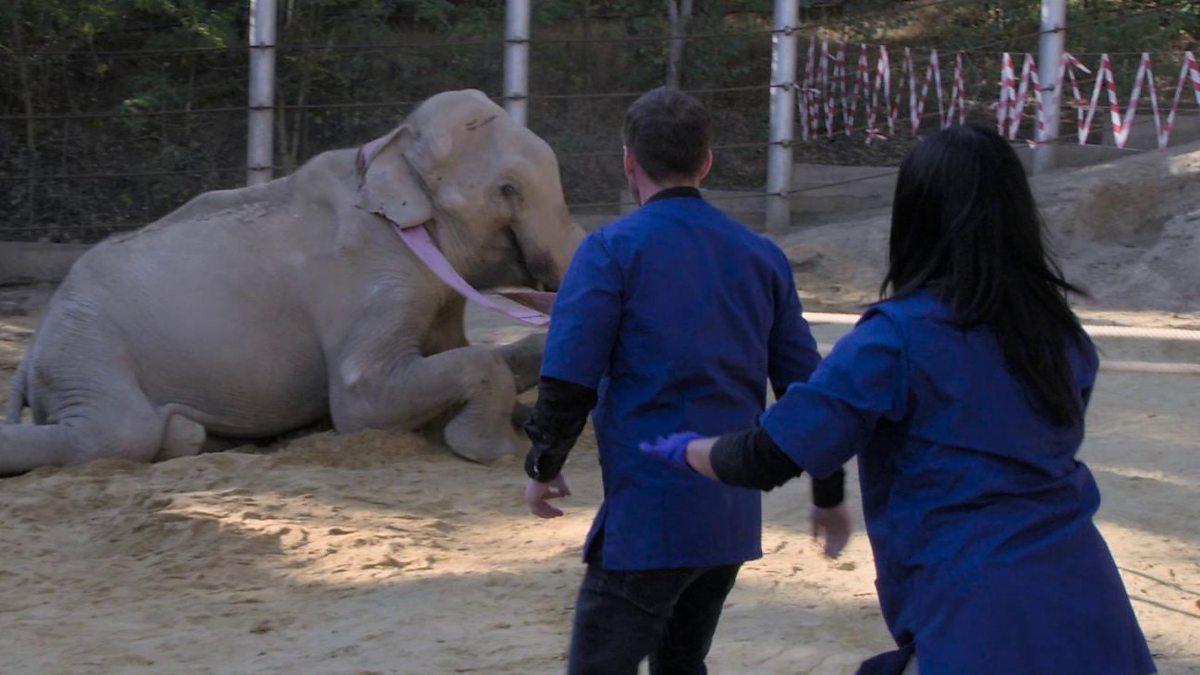 BBC Two - Big Animal Surgery, Series 1, Elephant, A team of vets and ...