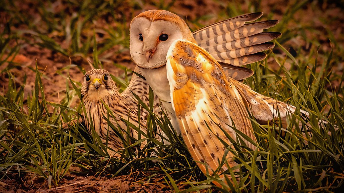 BBC Two - Springwatch, 2019, Episode 10