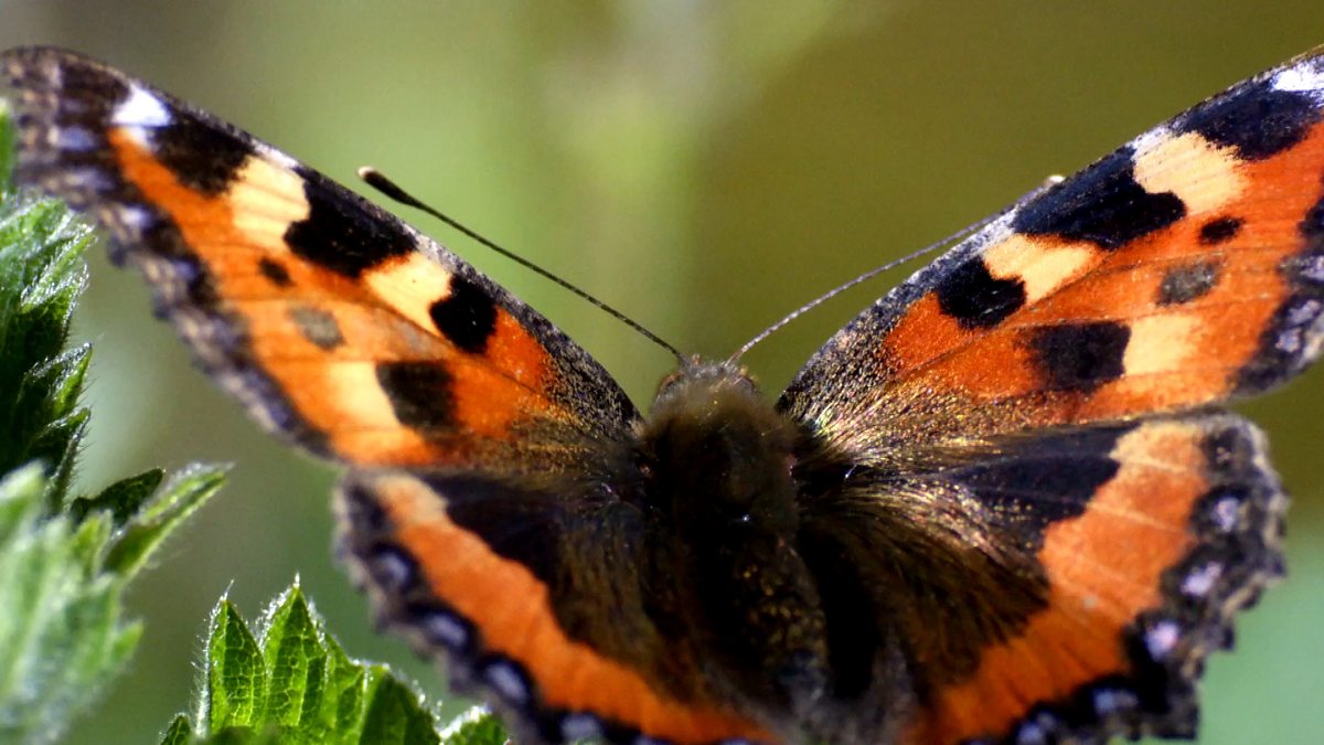 BBC Two - Springwatch, The hidden world inside your garden...