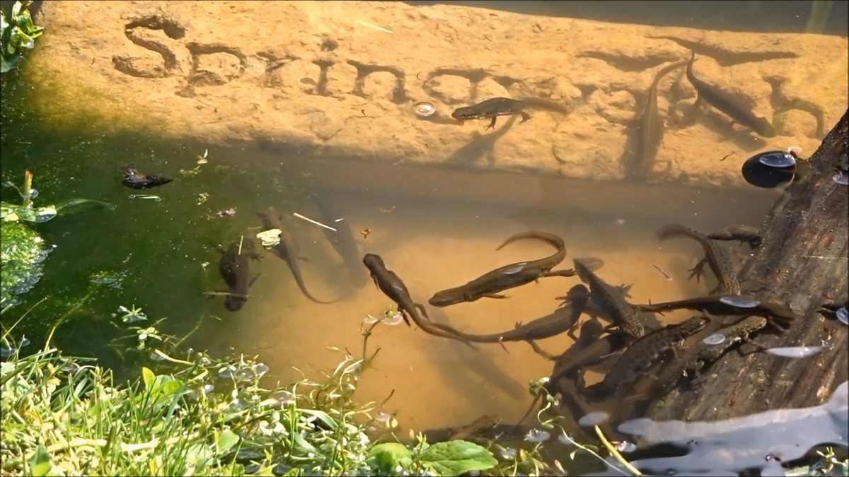 BBC Two - Springwatch, A very special wildlife pond!