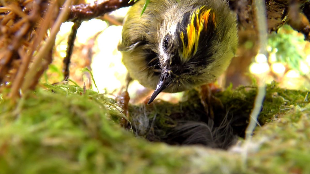BBC Two - Springwatch, All the action from week 1 of Springwatch!