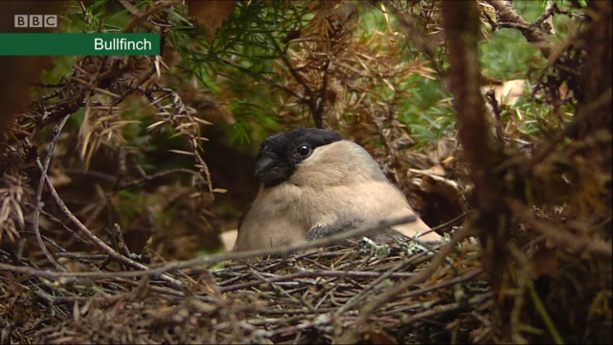 BBC Two - Springwatch, Wildlife camera action from Tuesday morning!