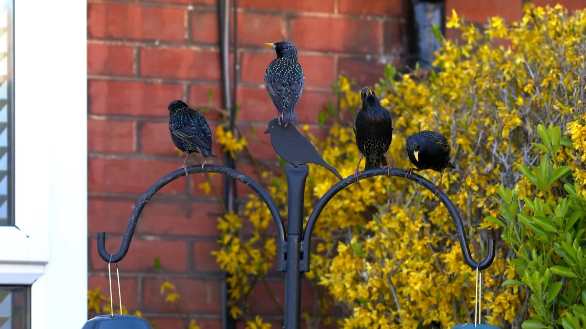 BBC Two - Springwatch, Mission 3 of Gardenwatch has landed - it's Bird ...