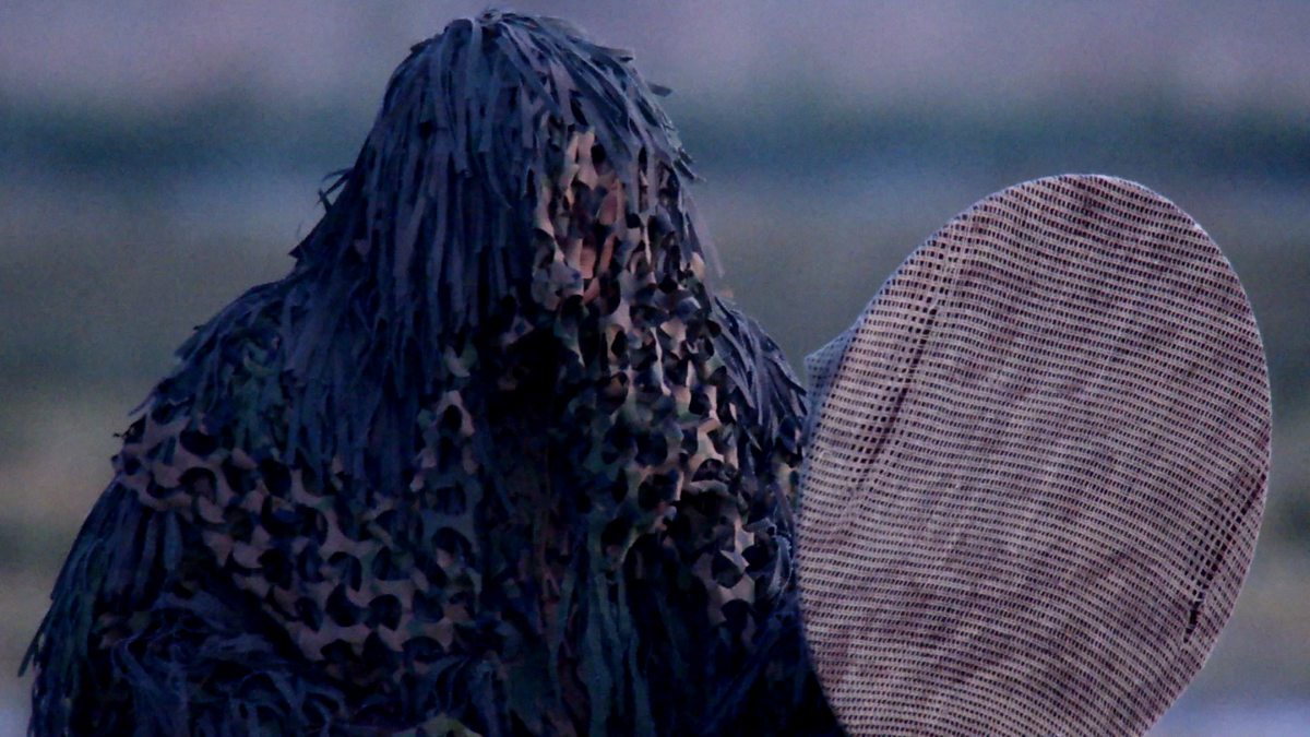 BBC Two - Springwatch, The secret sound of the lapwing