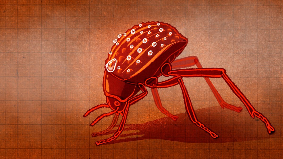 BBC World Service - 30 Animals That Made Us Smarter, Could a beetle ...