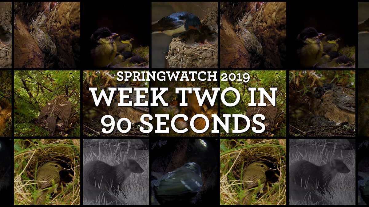 BBC Two - Springwatch, Springwatch Week 2 in 90 Seconds
