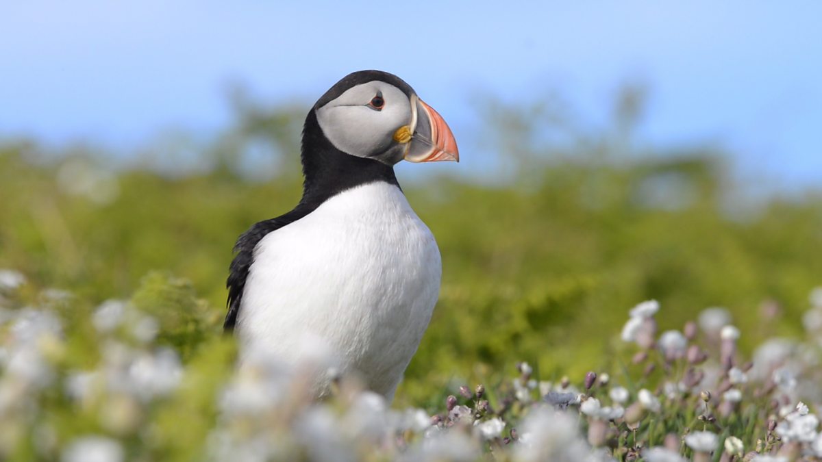 BBC Two - Springwatch, Pint sized puffins