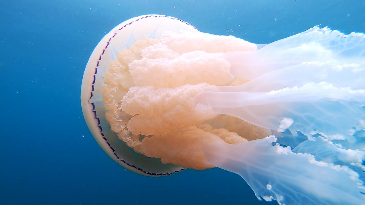 BBC Two - Springwatch, Gillian's giant jellyfish encounter
