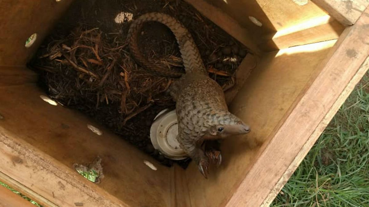 BBC World Service - Newsday, Pangolins - the world's most wanted animal