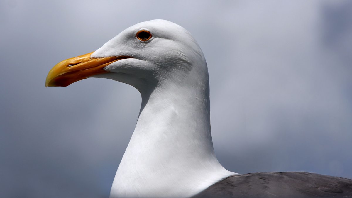 BBC Scotland - BBC Scotland - Seagulls: ‘absolutely beautiful creatures ...