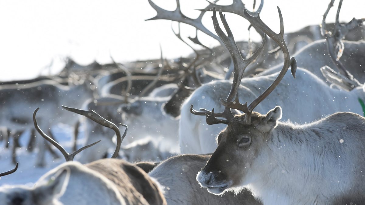 BBC Scotland - BBC Scotland - The amazing ‘hurricane’ reindeer create ...