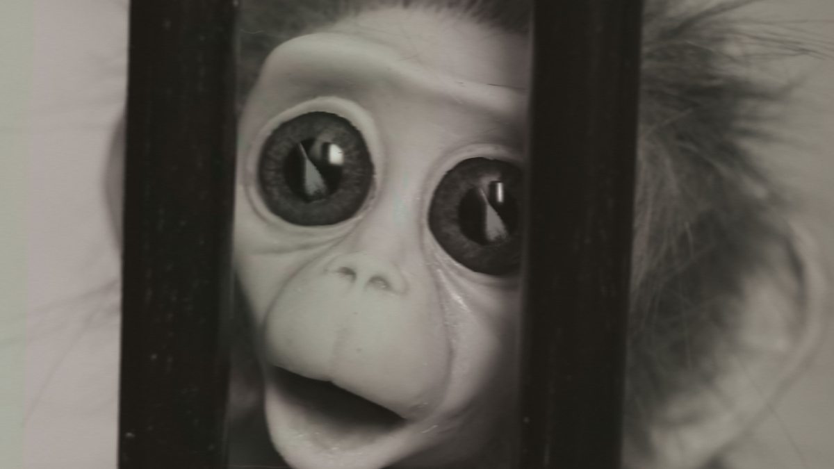 BBC Scotland - BBC Scotland - Ghandi the monkey: cute or the weirdest ...
