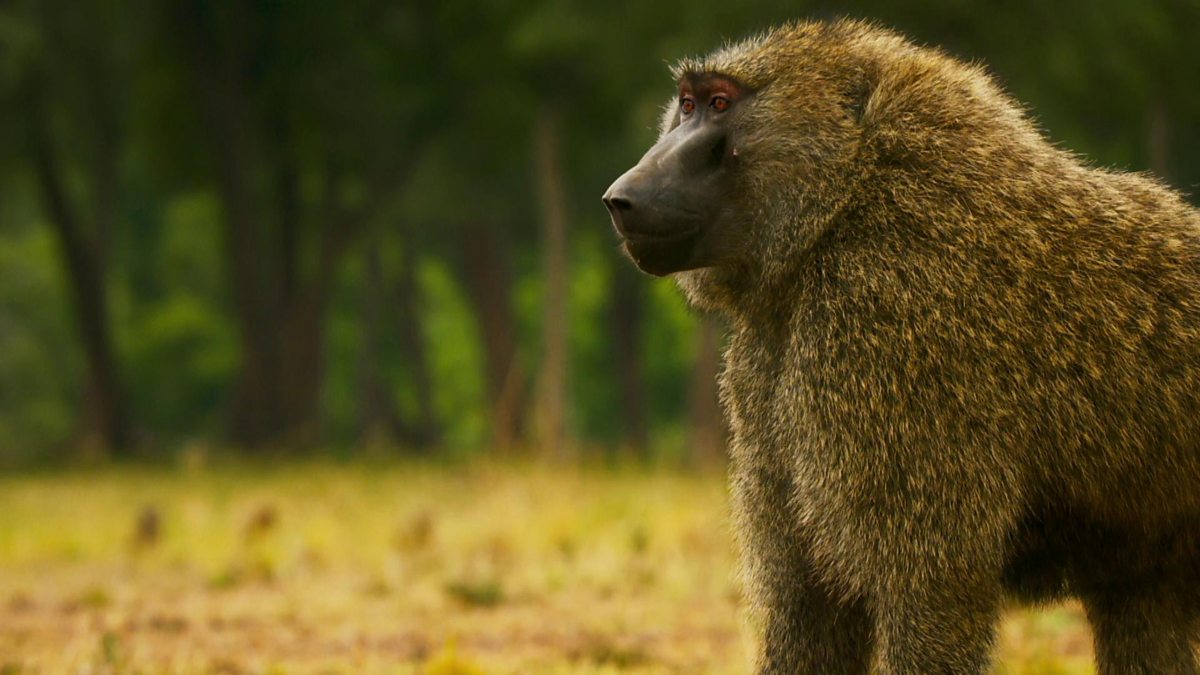 BBC One - Serengeti, Series 1, Destiny, Bakari the baboon tries to ...