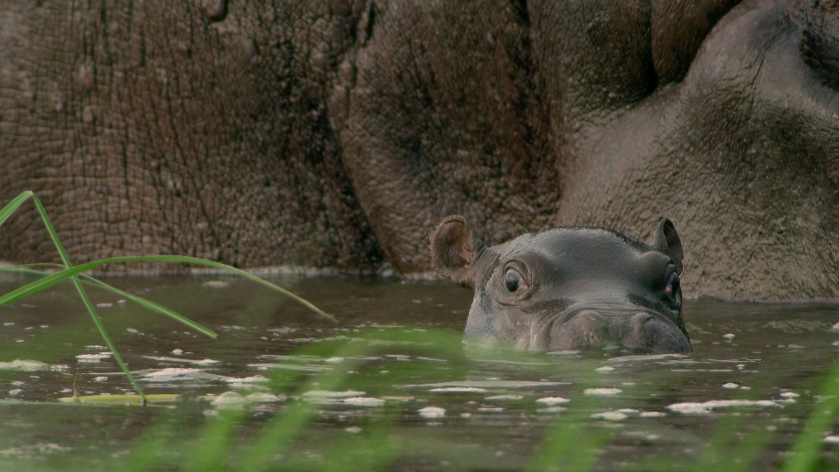 BBC Two - Natural World, 2019-2020, Hippos: Africa's River Giants ...