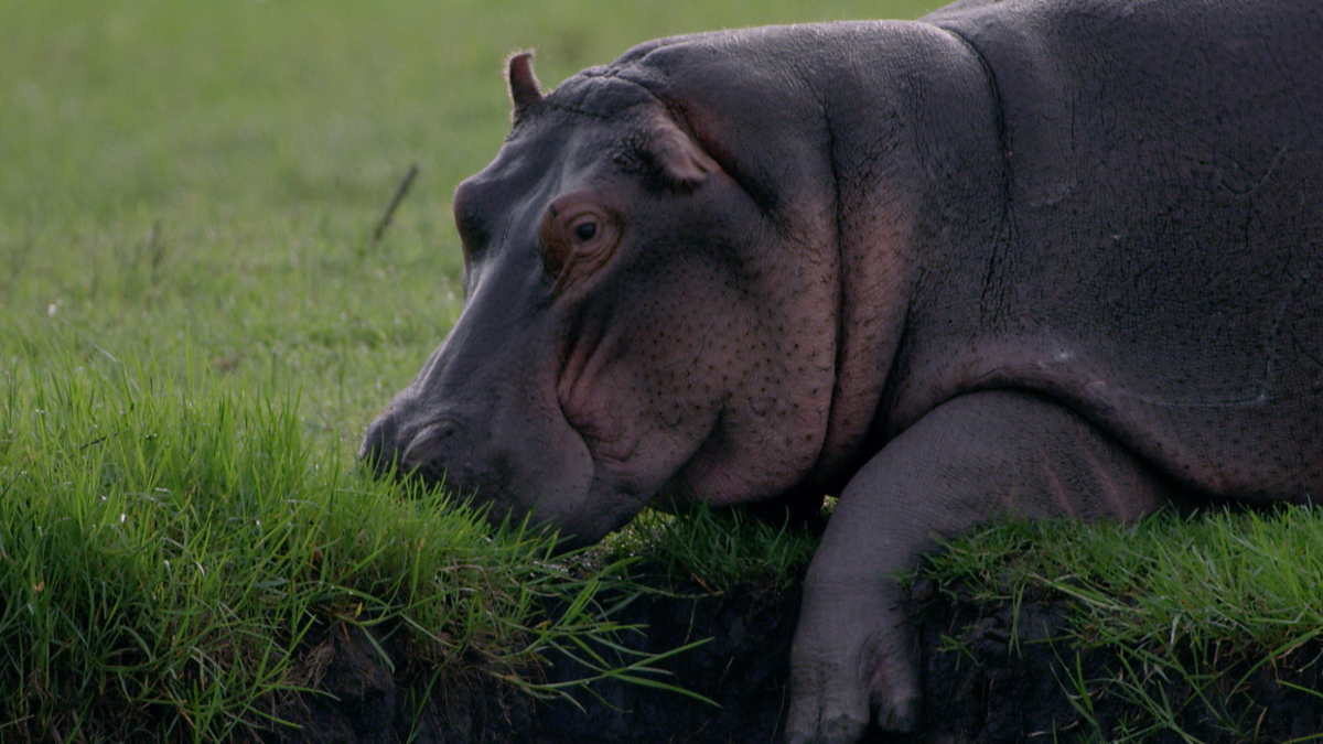 BBC Two - Natural World, 2019-2020, Hippos: Africa's River Giants ...