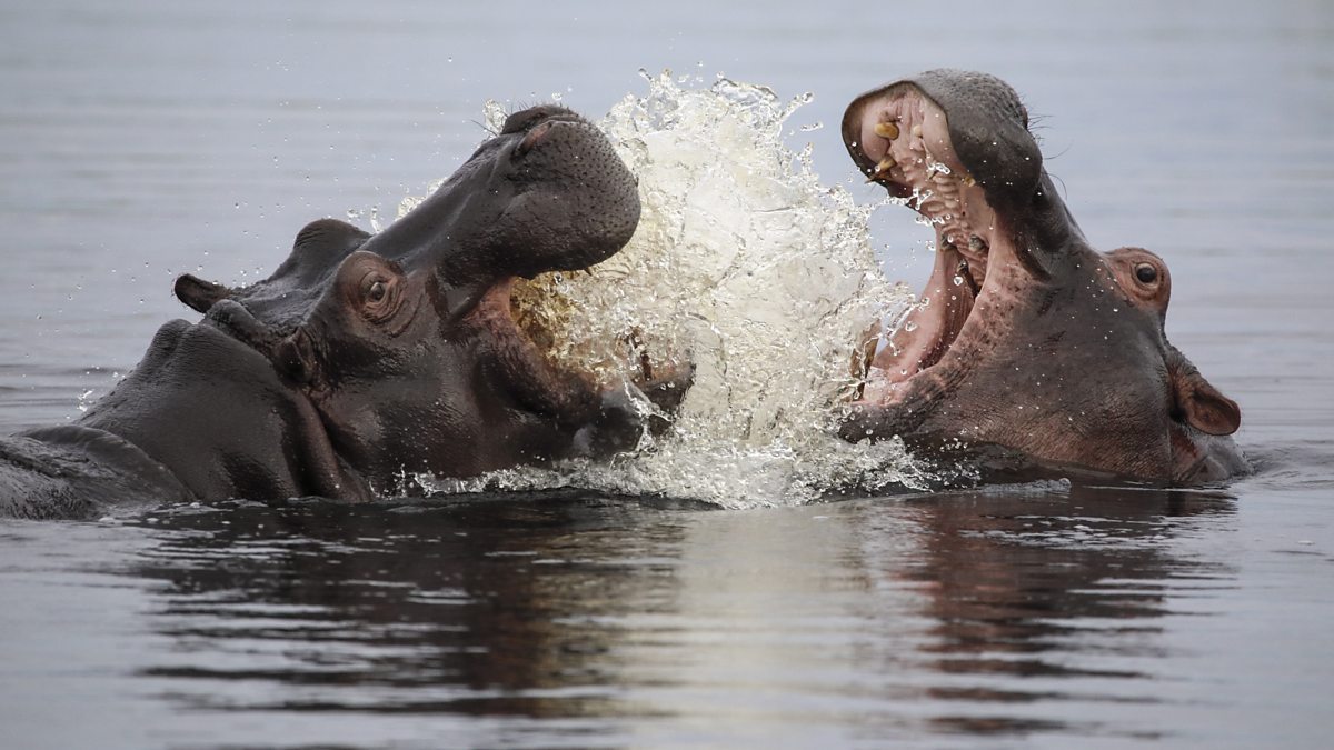 BBC Two - Natural World, 2019-2020, Hippos: Africa's River Giants ...