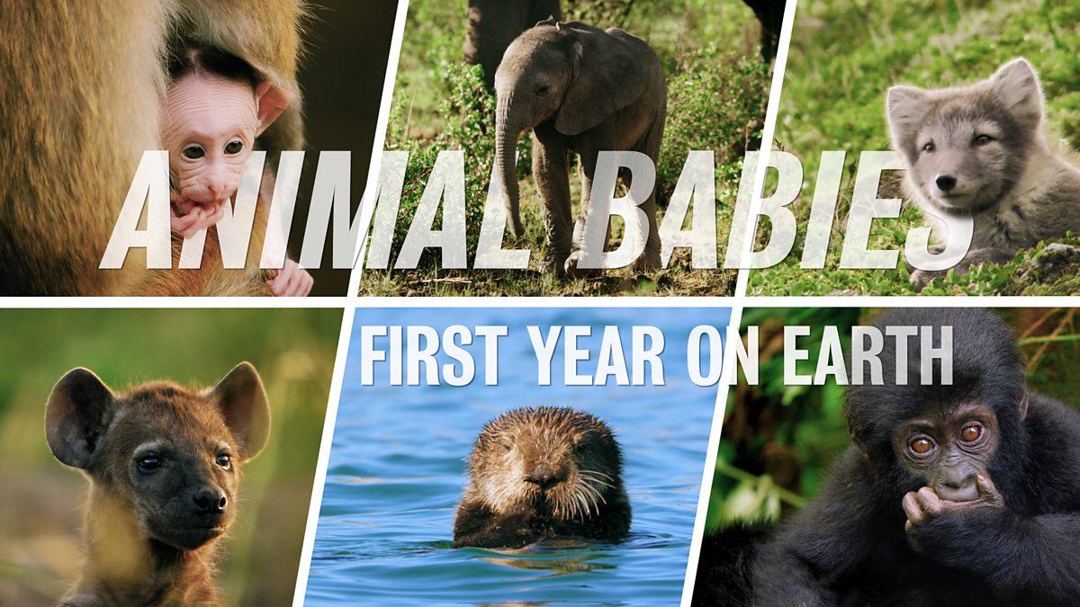 BBC Two - Animal Babies: First Year on Earth - More...