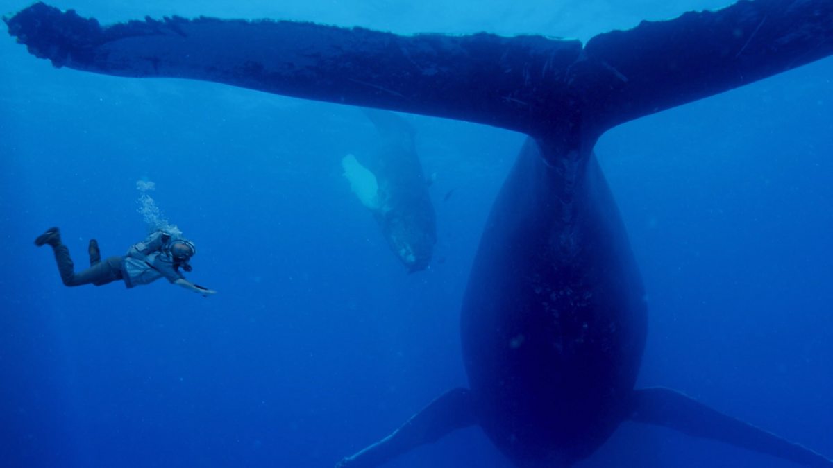 CBeebies Radio - Andy’s Sound Adventures, Atlantic Ocean, Atlantic Ocean