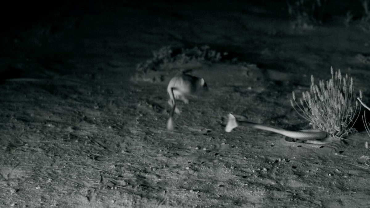 BBC World Service - Outlook, The 'Ninja rats' of the Arizona desert