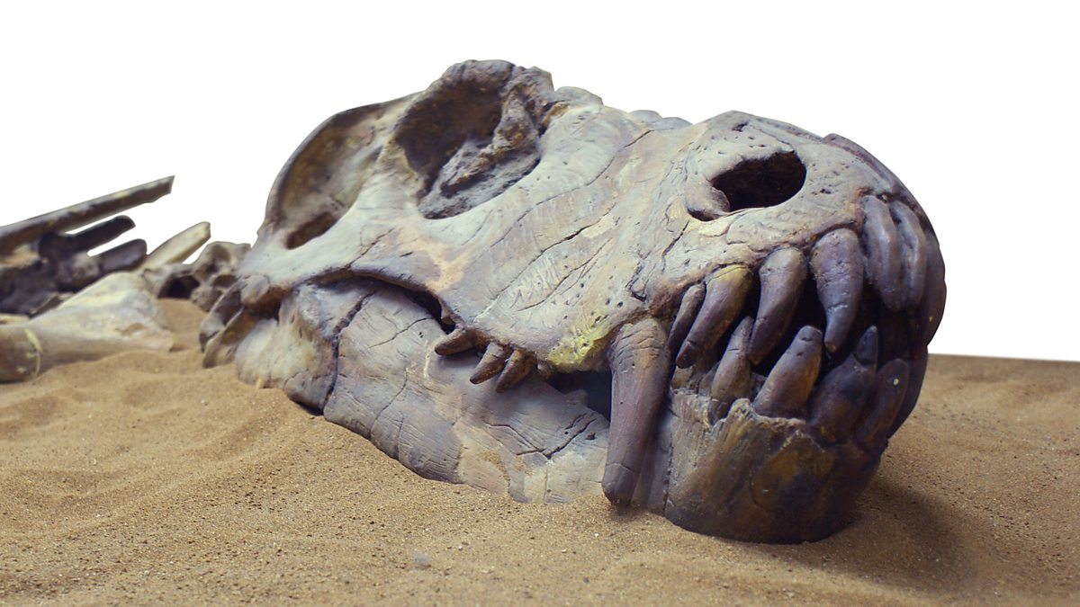 BBC World Service - CrowdScience, How many fossils are there?