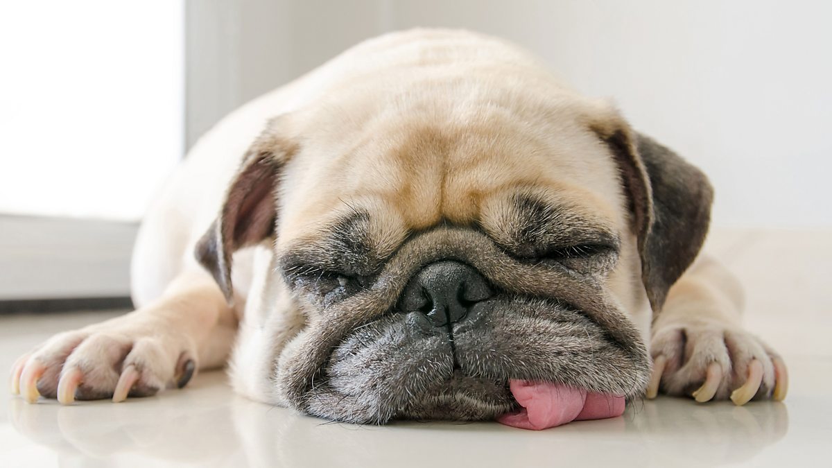 BBC Radio 4 - Radio 4 in Four - How we got the dogs we know and love today