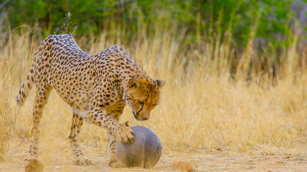 BBC Two - Animals at Play, Series 1