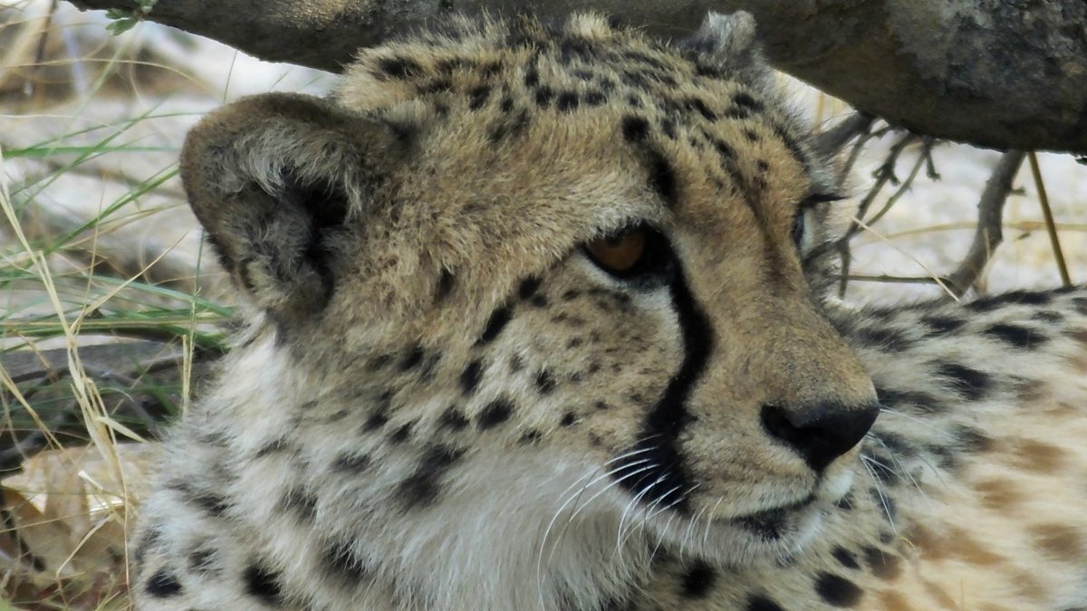 BBC World Service - Science In Action, Could tourists collect wildlife ...