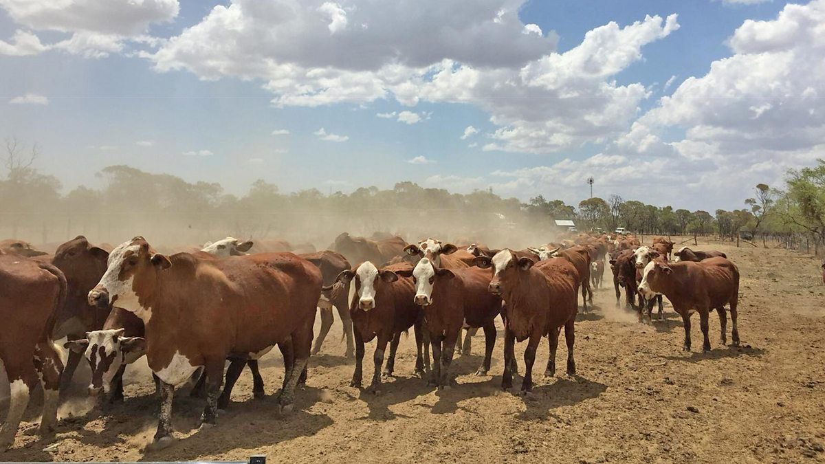BBC World Service - The Compass, Ground Shift: The Farming Revolution ...