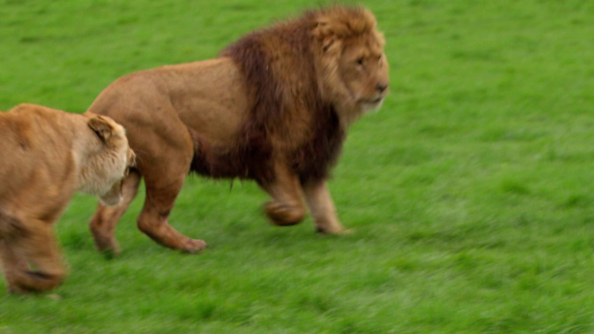 BBC One - Animal Park, Summer Special 2019, Episode 2, Has handsome ...