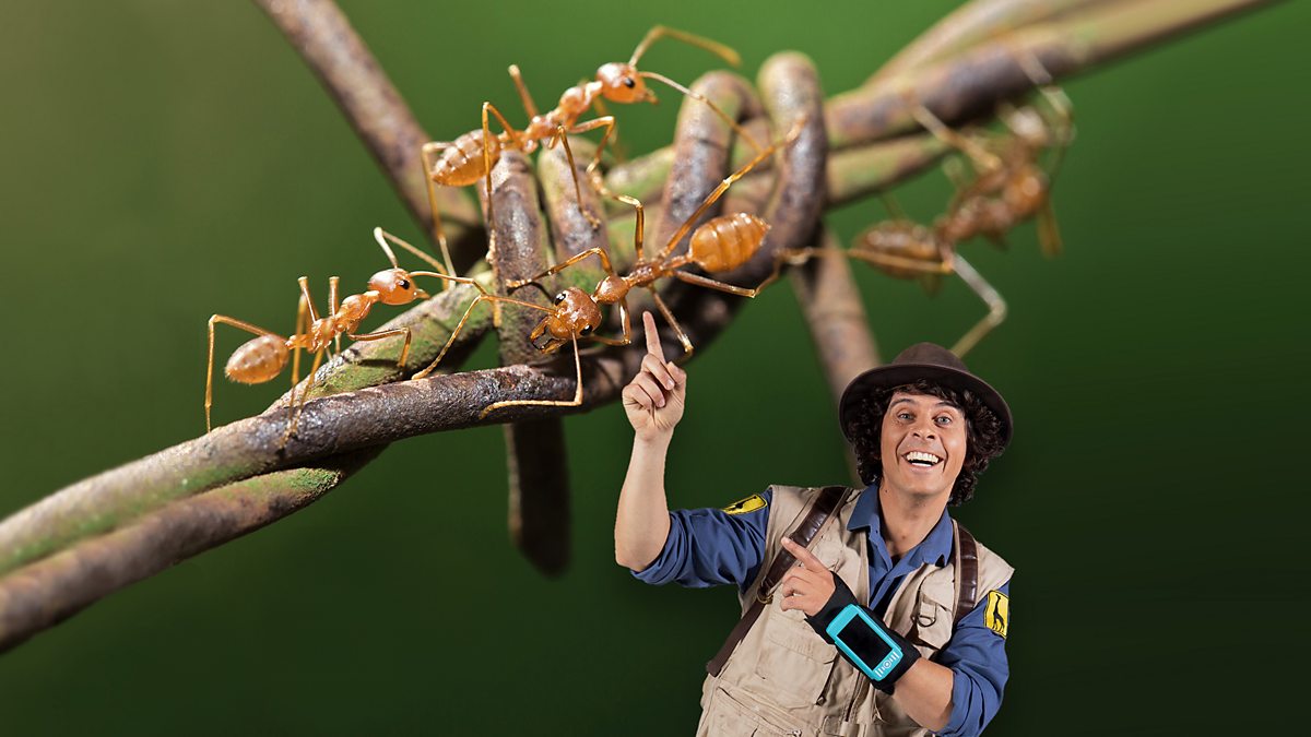 Andys Safari Adventures - Series 1: 18. Andy and the Weaver Ants - BBC ...