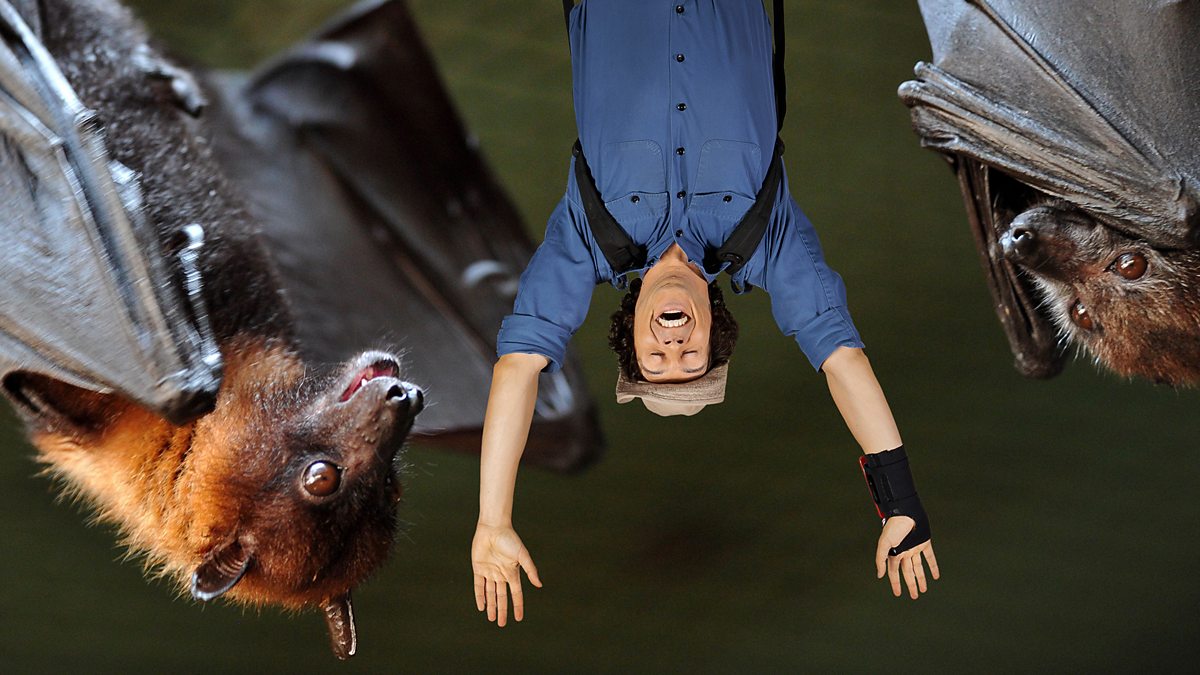 Andys Wild Adventures - Series 1: 12. Fruit Bats - BBC iPlayer