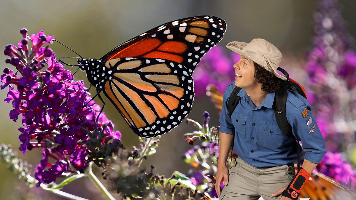 Andys Wild Adventures - Series 1: 15. Monarch Butterflies - BBC iPlayer