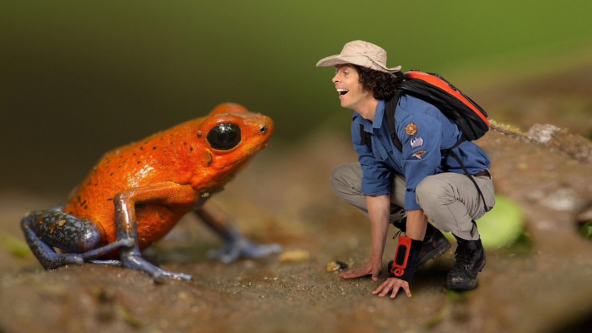 Andys Wild Adventures - Series 1: 18. Strawberry Dart Frogs - BBC iPlayer