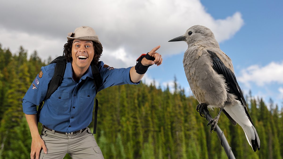 Andys Wild Adventures - Series 1: 19. Whitebark Pine Tree - BBC iPlayer