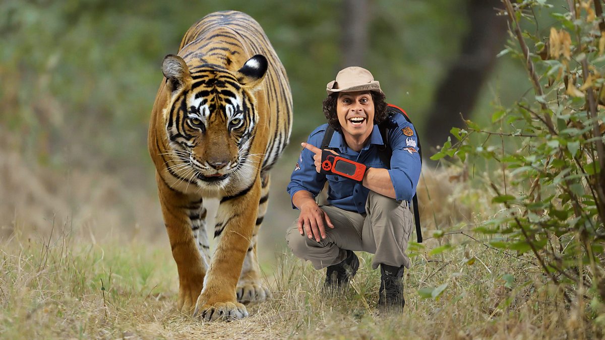 Andys Wild Adventures - Series 2: 4. Tigers - BBC iPlayer