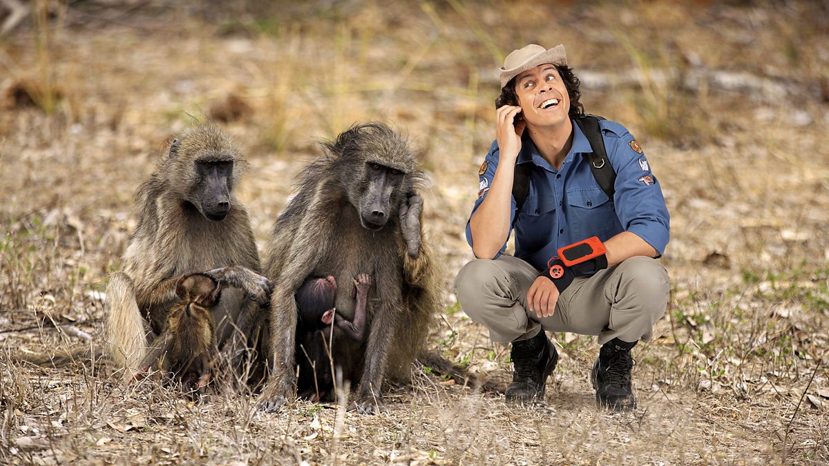 Andy's Wild Adventures - Series 2: 8. Chacma Baboons - BBC iPlayer