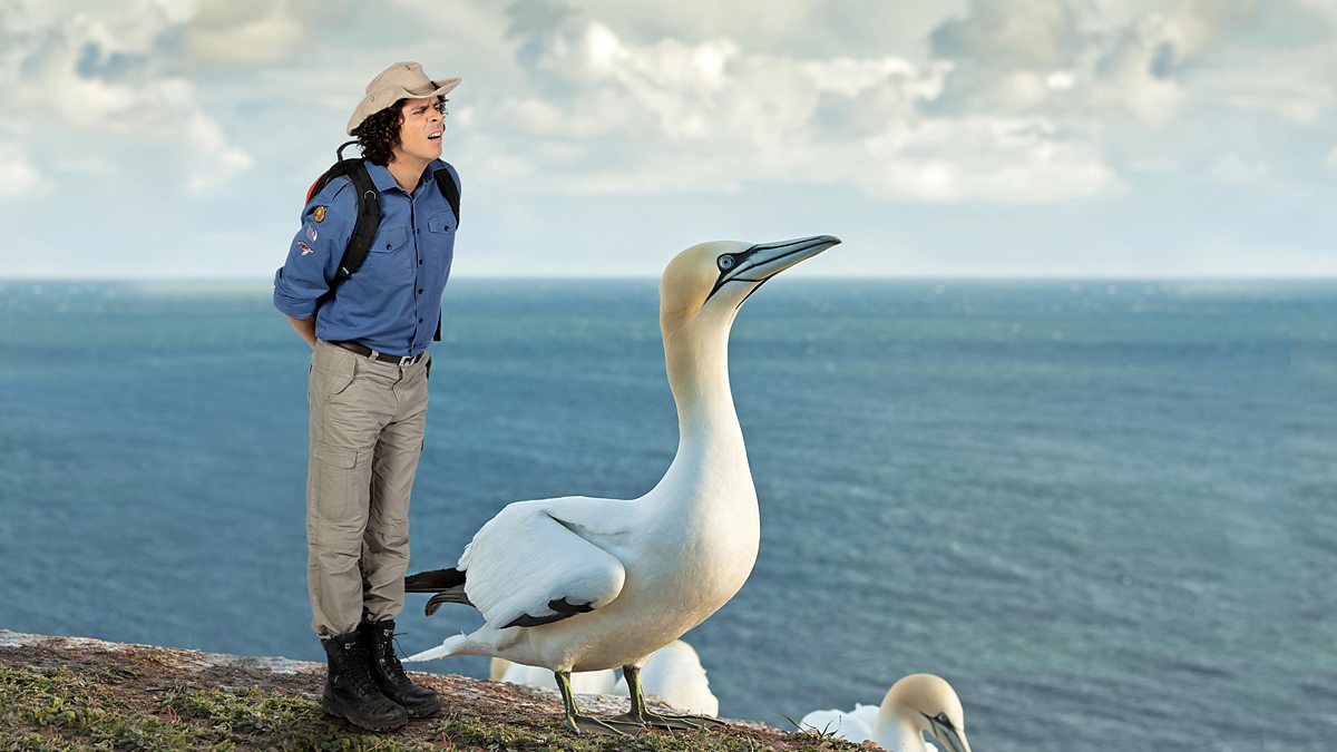 Andys Wild Adventures - Series 2: 12. Gannets - BBC iPlayer