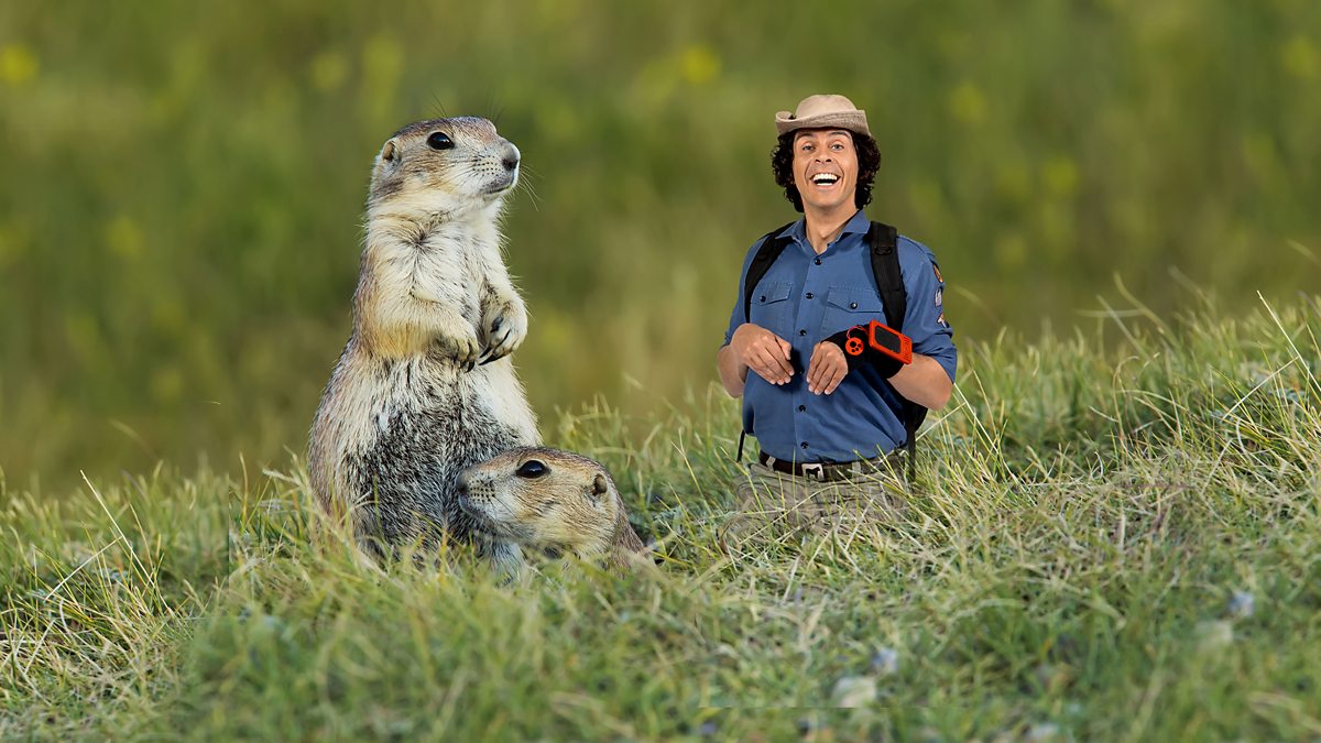 Andys Wild Adventures - Series 2: 16. Prairie Dogs - BBC iPlayer