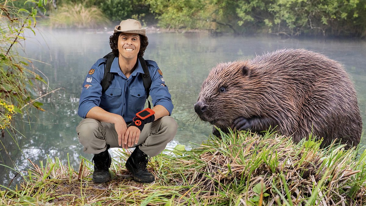 Andys Wild Adventures - Series 2: 19. Beavers - BBC iPlayer