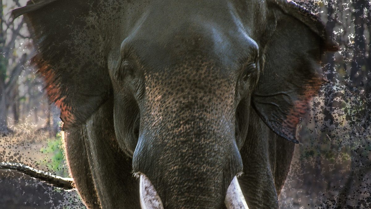 BBC Two - Wild Burma: Nature's Lost Kingdom