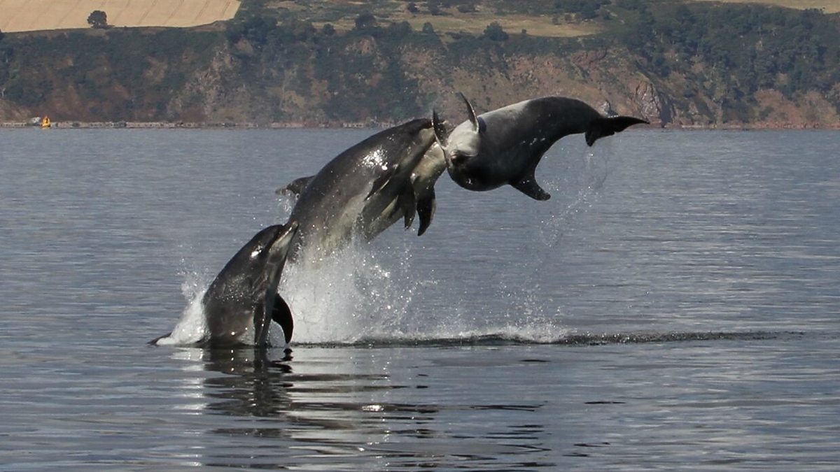 BBC Scotland - Scotland’s Wildlife