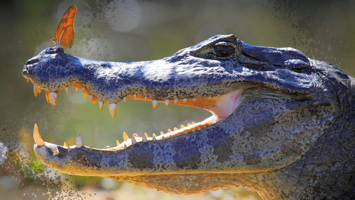 BBC Two - Wild Brazil