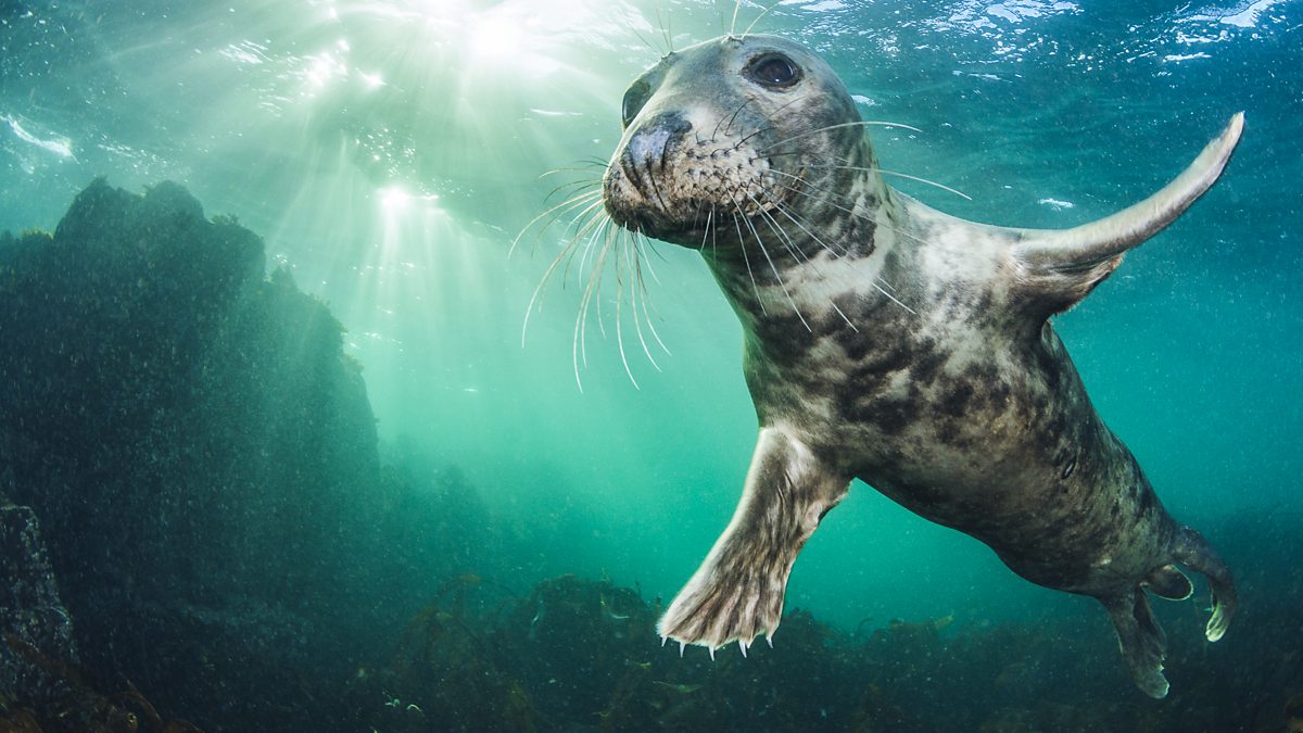 BBC One - Blue Planet UK, Series 1 - Episode guide