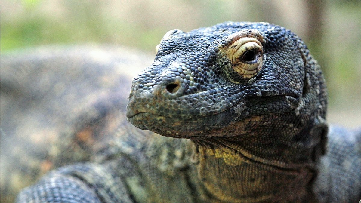 BBC News - Living among the Dragons