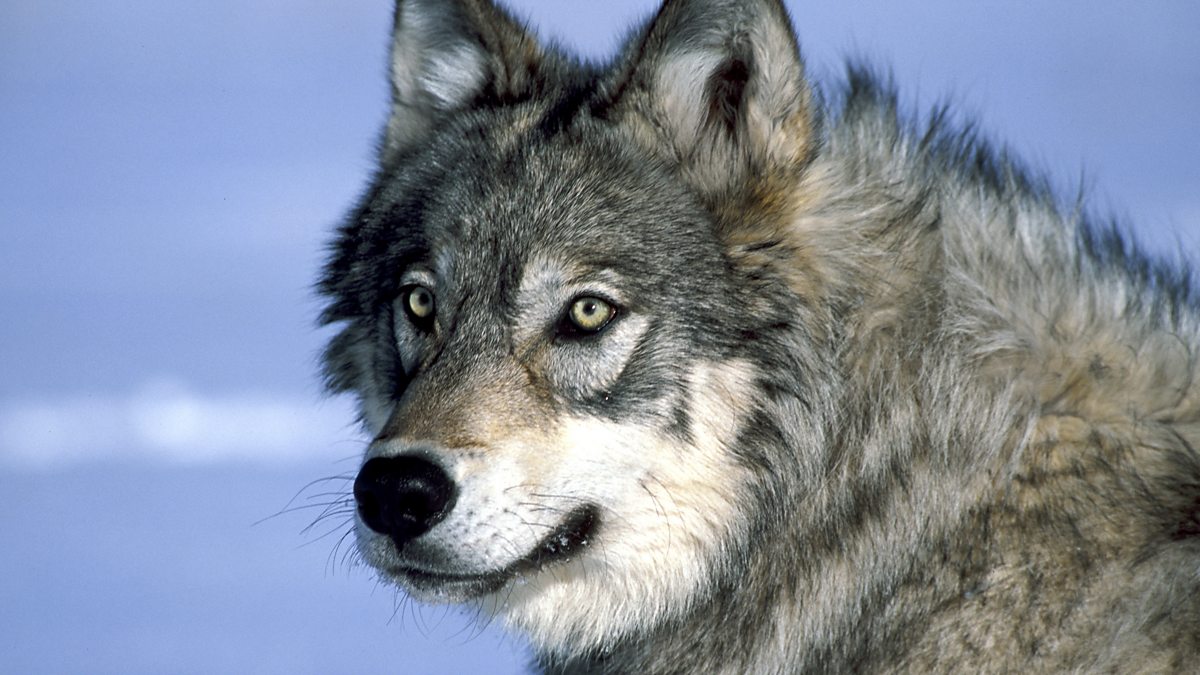 BBC World Service - Witness History, The return of the wolf